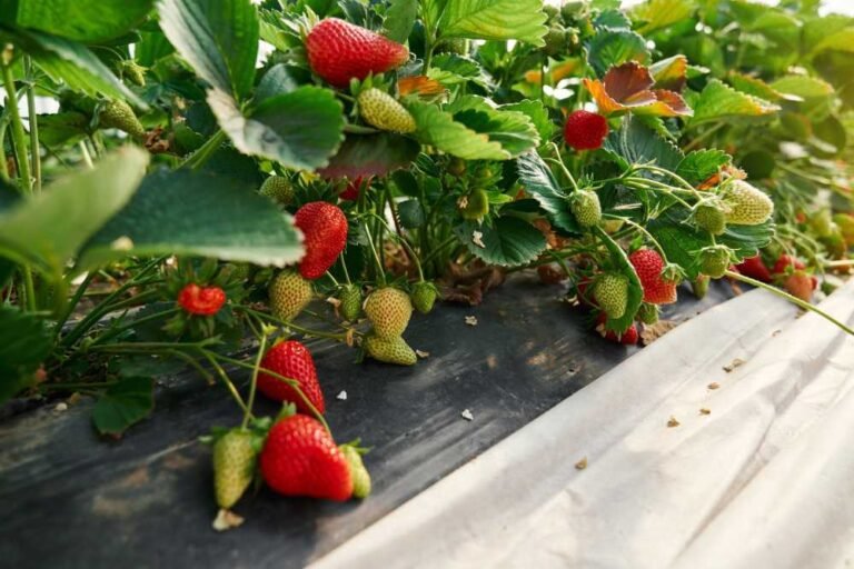 Where to Buy Seedless Strawberries Near Me?